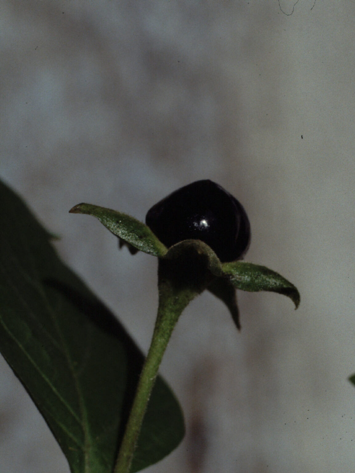 BELLADONE - plante à baies toxique - Centre antipoison de Lille